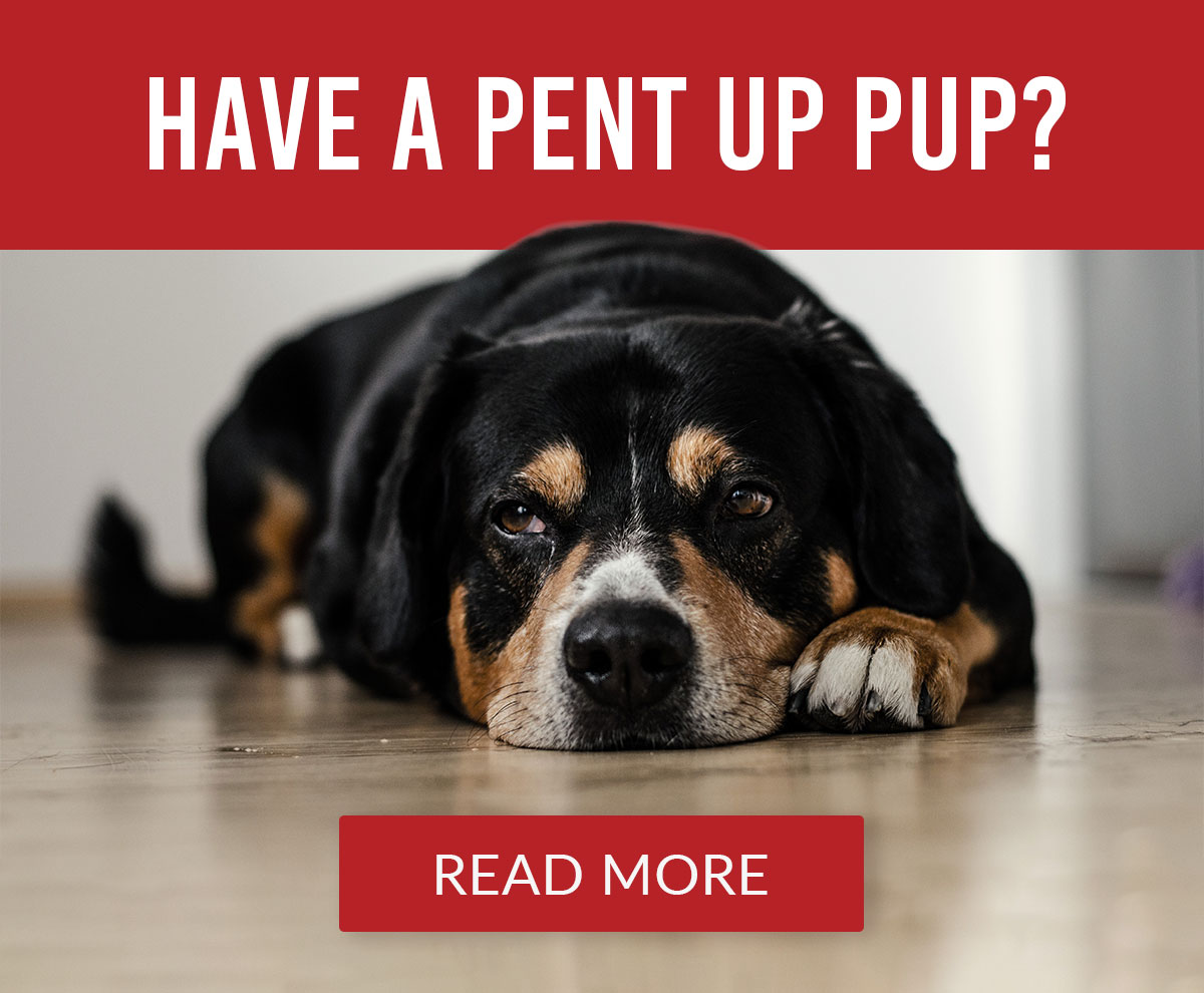 SitStay: 8 Ways to Entertain Your Dog Indoors | Milled