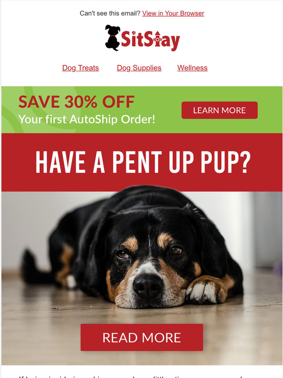 SitStay: 8 Ways to Entertain Your Dog Indoors | Milled