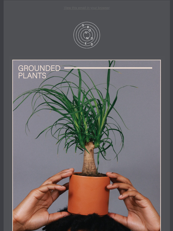 Grounded Plants: Grounded's Guide To Seasonal Care For Houseplants ...