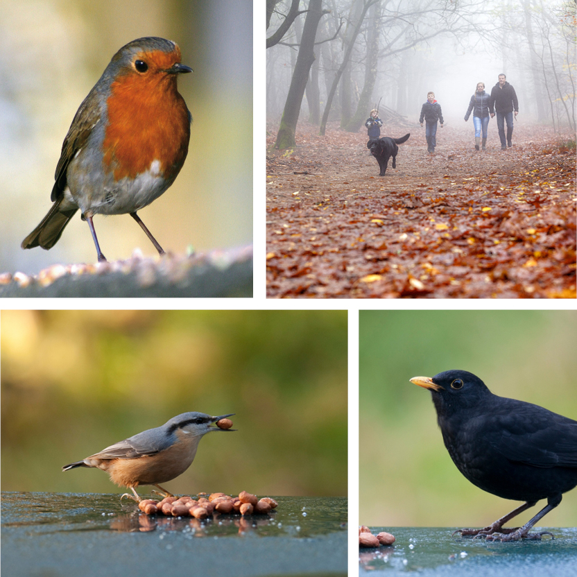 Landal GreenParks: Hvilken fugl staves ens forfra og bagfra? | Milled