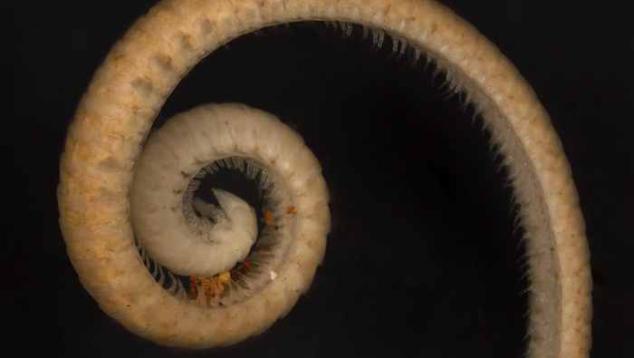 StackSocial: Scientists Have Identified The First True Millipede | Milled