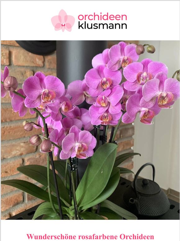 Orchideen Klusmann: Rosa Orchideen zum attraktiven Preis | Milled