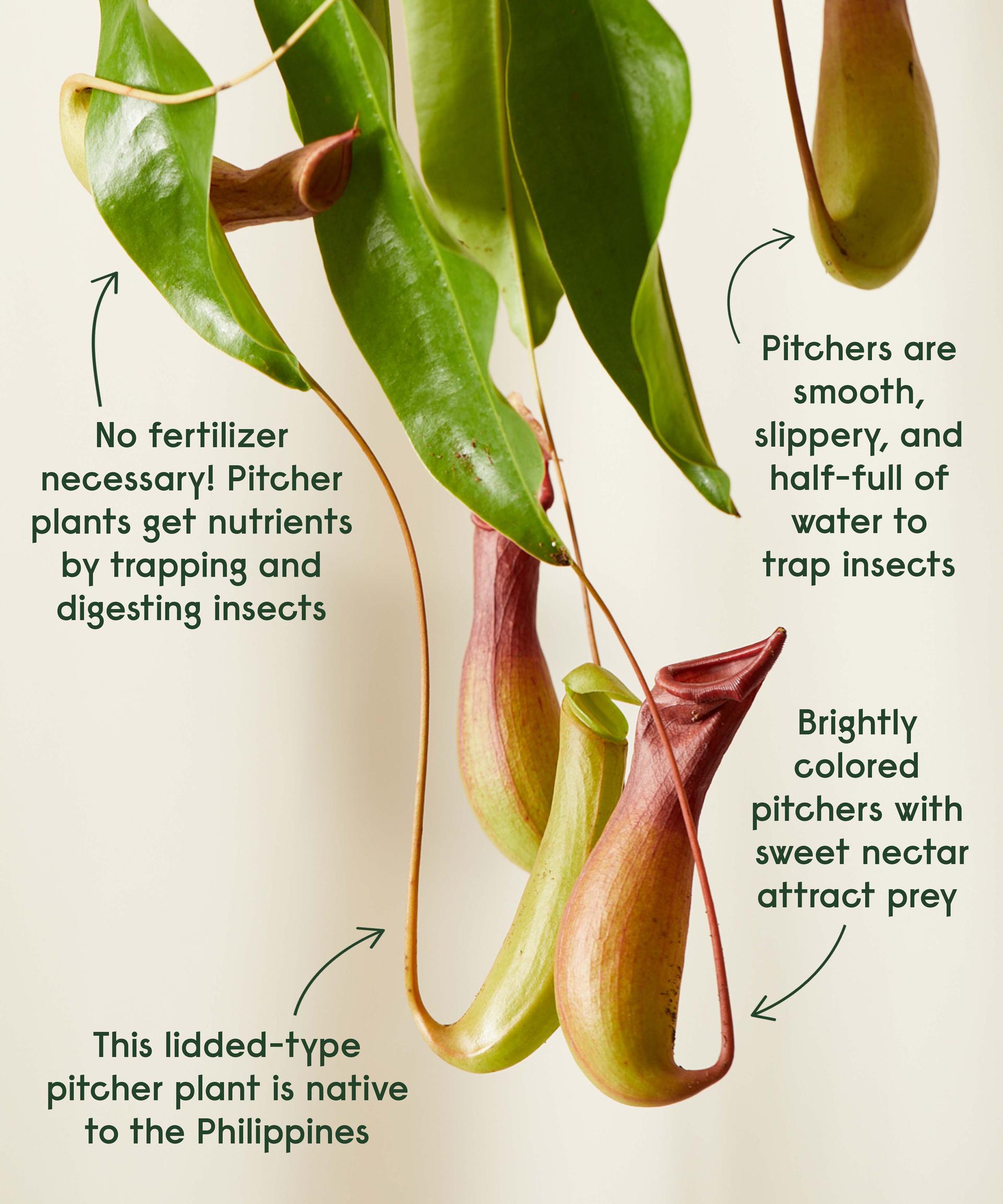 Bloomscape: The Pitcher Plant is Back! | Milled