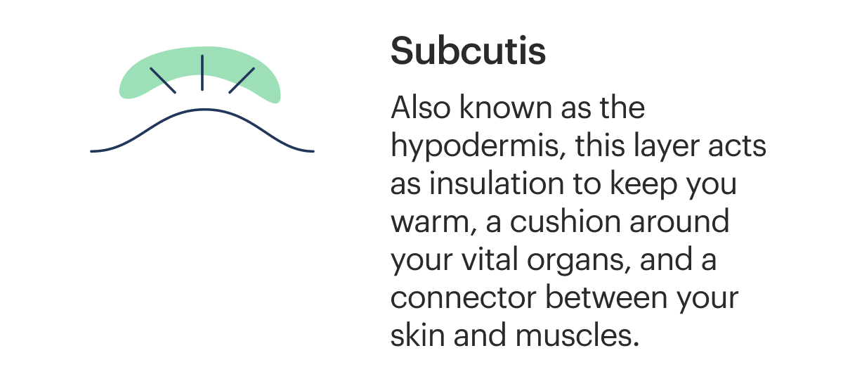 Gladskin: What you need to know about the 7 layers of you skin | Milled