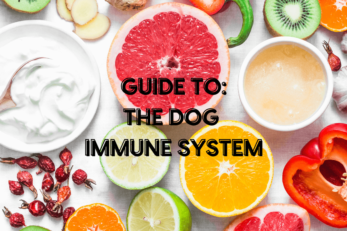 Pupford: [article] Your Dog's Immune System A Simple Guide + New Coupon ...