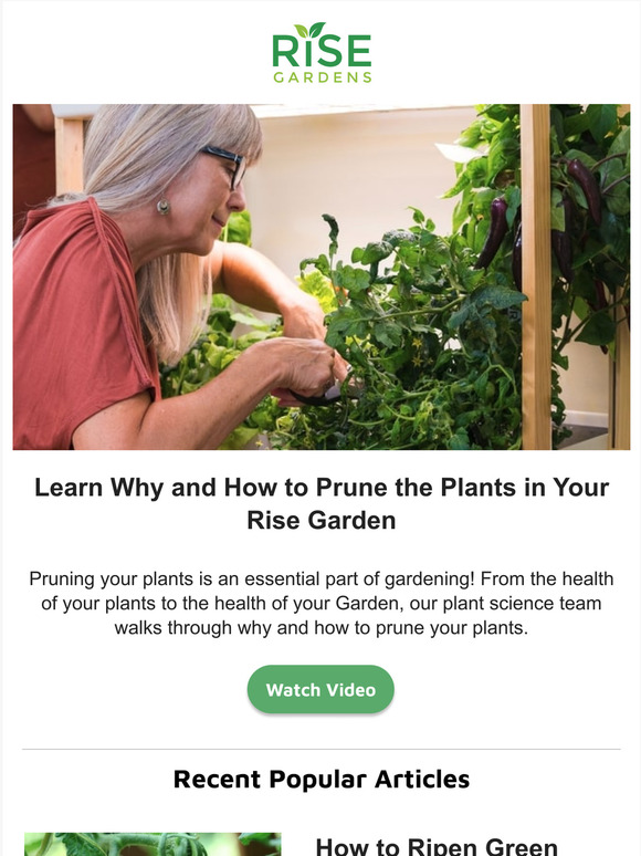 Rise Gardens: Learn Why and How to Prune the Plants in Your Rise Garden ...