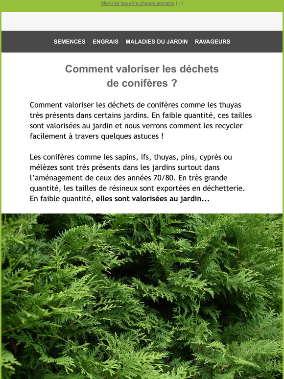 MonJardinBio: Comment valoriser les dchets de conifres et comment ...