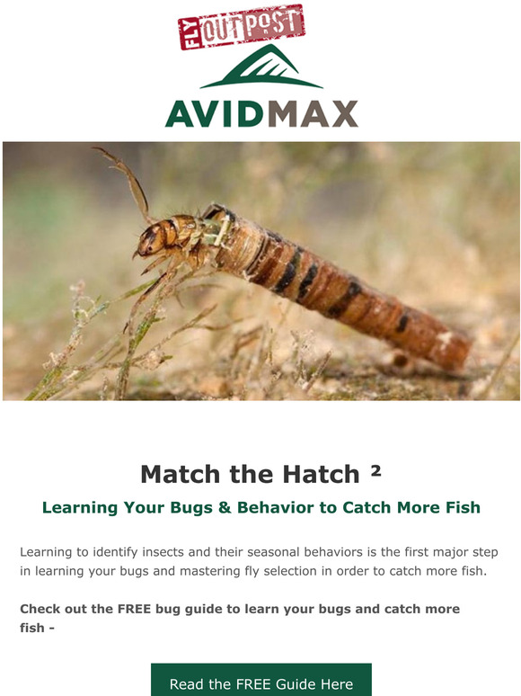 AvidMax: Here's a easy guide to learn the insects trout eat | Milled