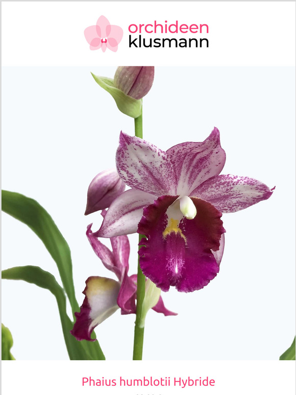 Orchideen Klusmann DE: Prachtorchidee aus Madagaskar | Milled