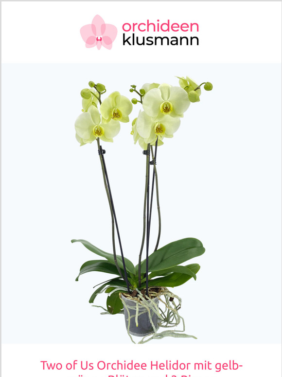 Orchideen Klusmann: Wir begren die Helidor | Milled
