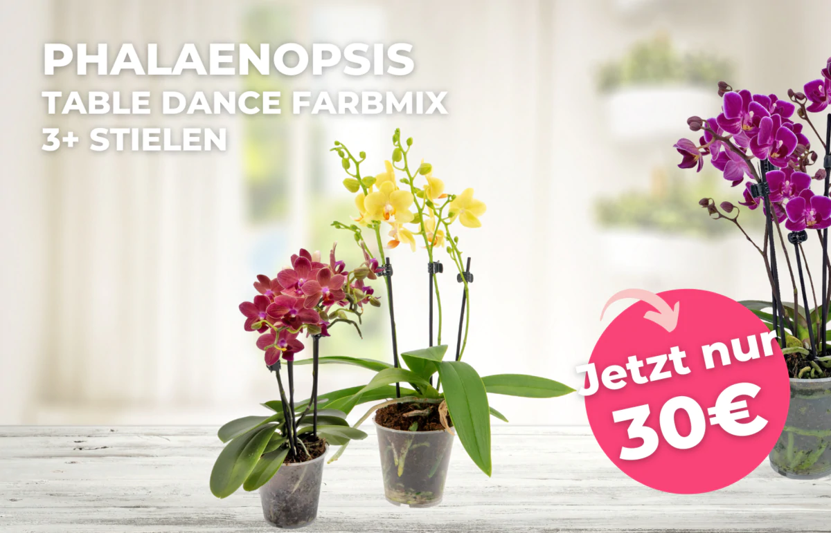 Orchideen Klusmann DE: 3er Set mit 3+ Rispen | Milled