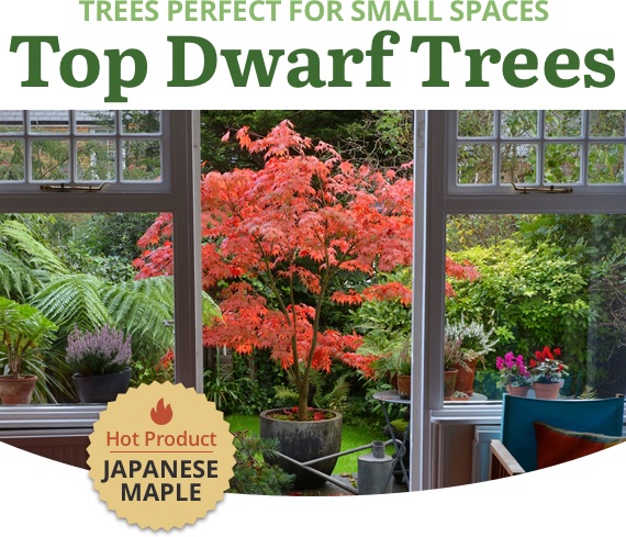 PlantingTree.com: Best Trees for Small Spaces | Milled