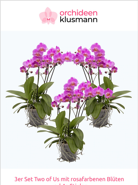 Orchideen Klusmann DE: Rosafarbene Orchideen im Set | Milled
