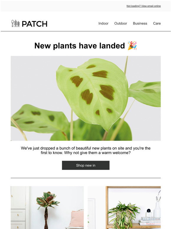 Patch Plants: Surprise! New plants have landed | Milled