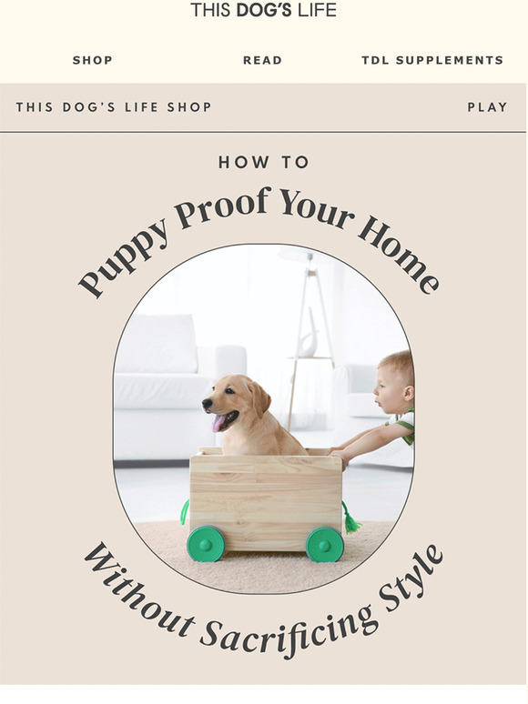 This Dog's Life: Our guide to a dog-proof home without sacrificing ...