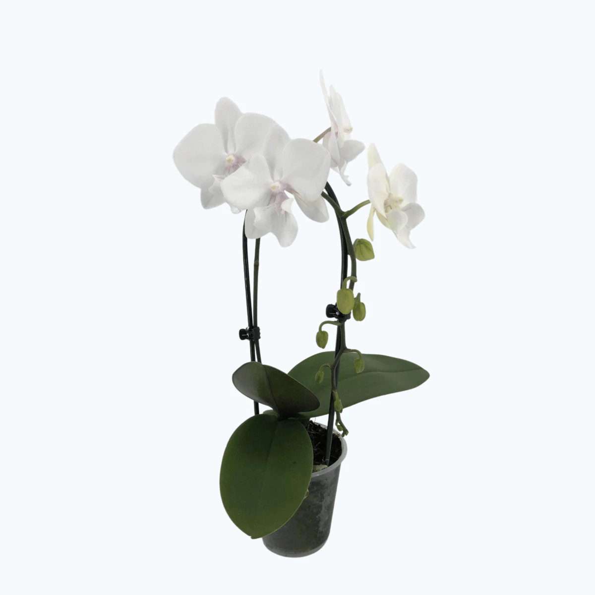Orchideen Klusmann DE: Table Dance Wasserfall Orchidee | Milled