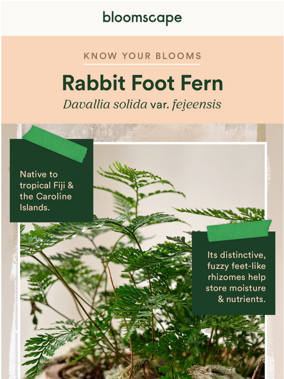 Bloomscape: Get to Know the Rabbit Foot Fern | Milled