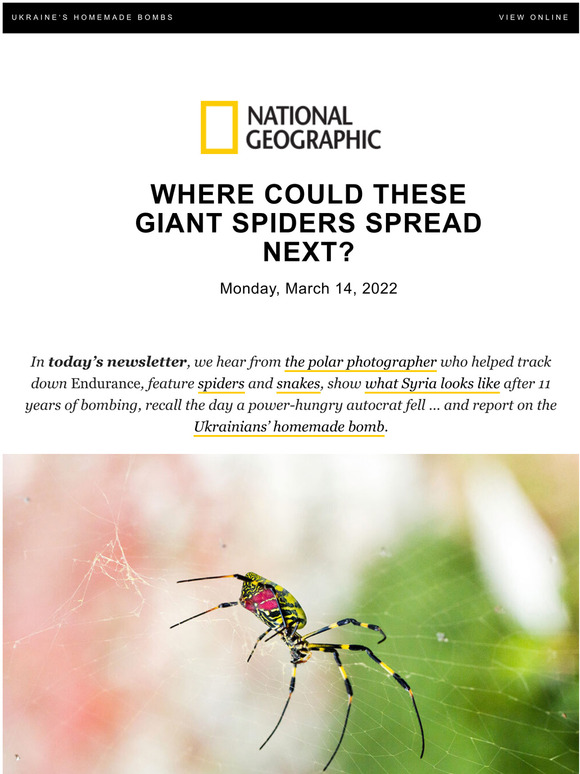 National Geographic: Where could invasive spiders head next? | Milled
