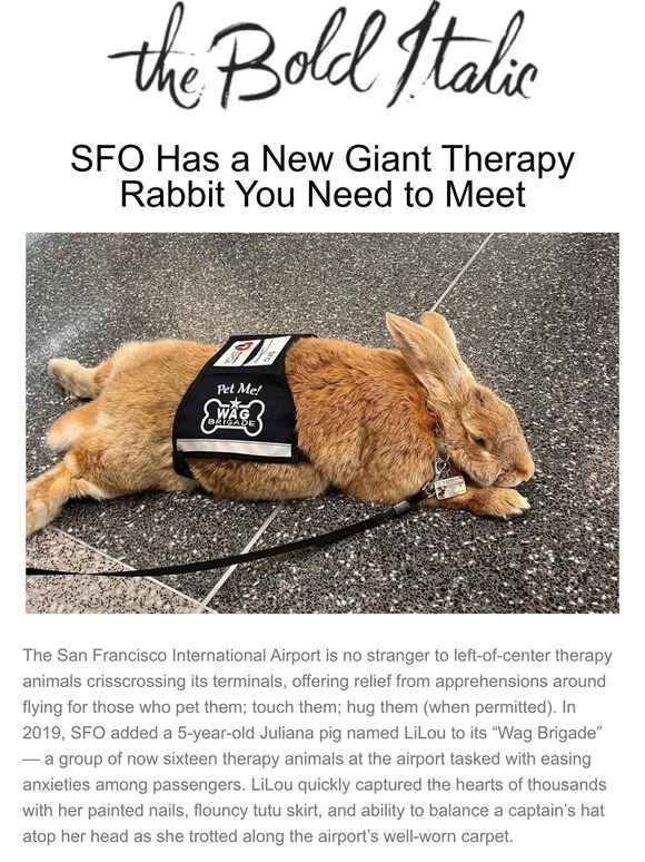The Bold Italic: SFO Has a New Giant Therapy Rabbit You Need to Meet ...