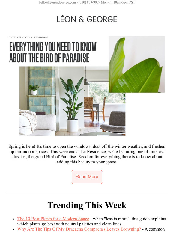 Leon & George: Everything You Need to Know About the Bird of Paradise ...