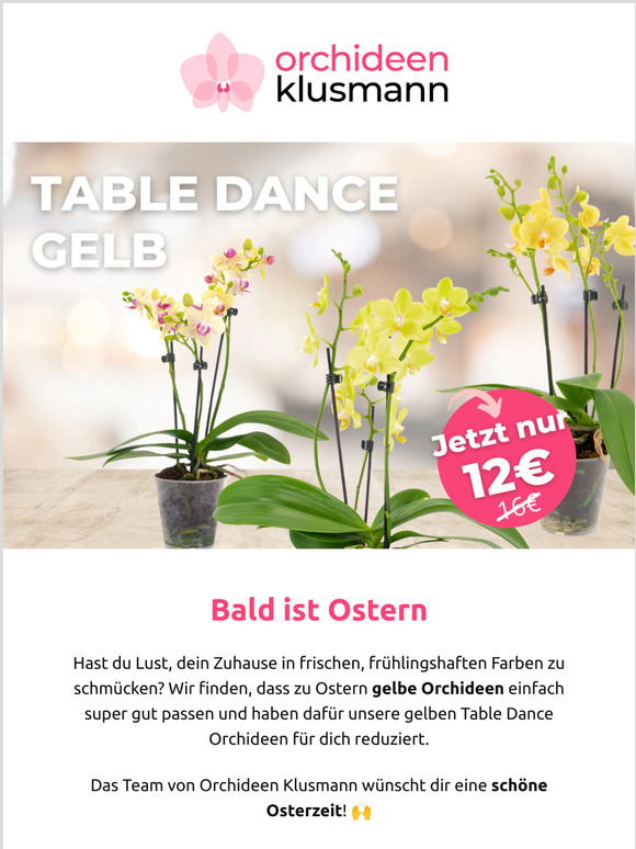 Orchideen Klusmann DE: Reduziert: Gelbe Table Dance Orchideen | Milled