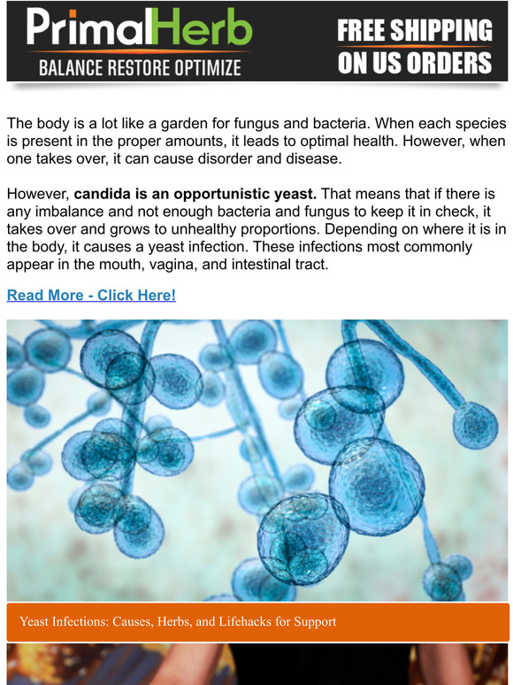 Primal Herb: Yeast Infections: Causes, Herbs, and Lifehacks for Support ...