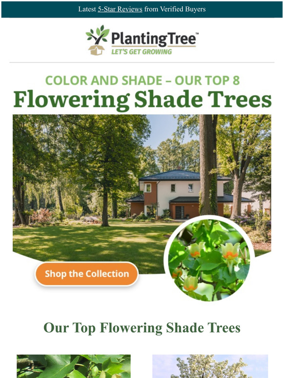 PlantingTree: Best Flowering Shade Trees | Milled