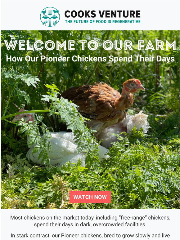 Cooks Venture: A Day in the Life of a Pioneer Chicken | Milled