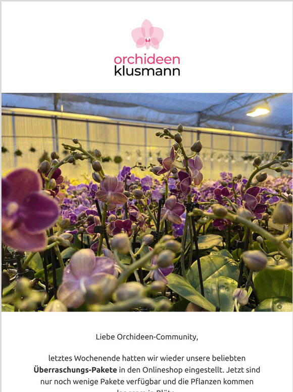 Orchideen Klusmann DE: Orchideen-berraschungspakete | Milled