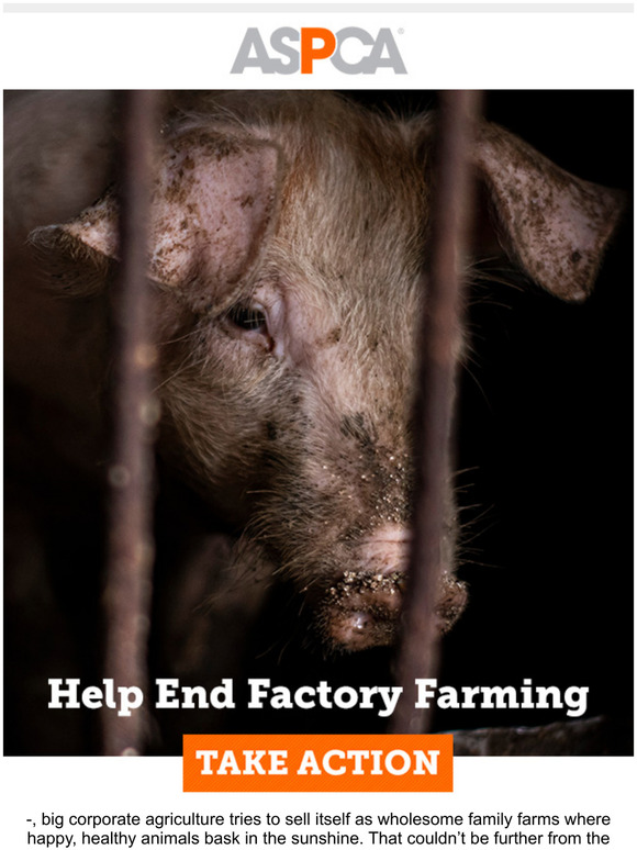 ASPCA: SIGN NOW: Stop Factory Farming Abuse | Milled