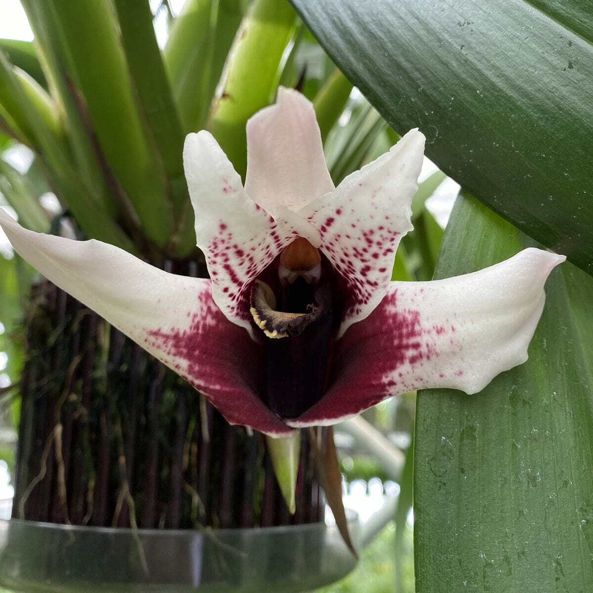 Orchideen Klusmann: 3er Set Table Dance Orchideen mit 2+ Rispen | Milled