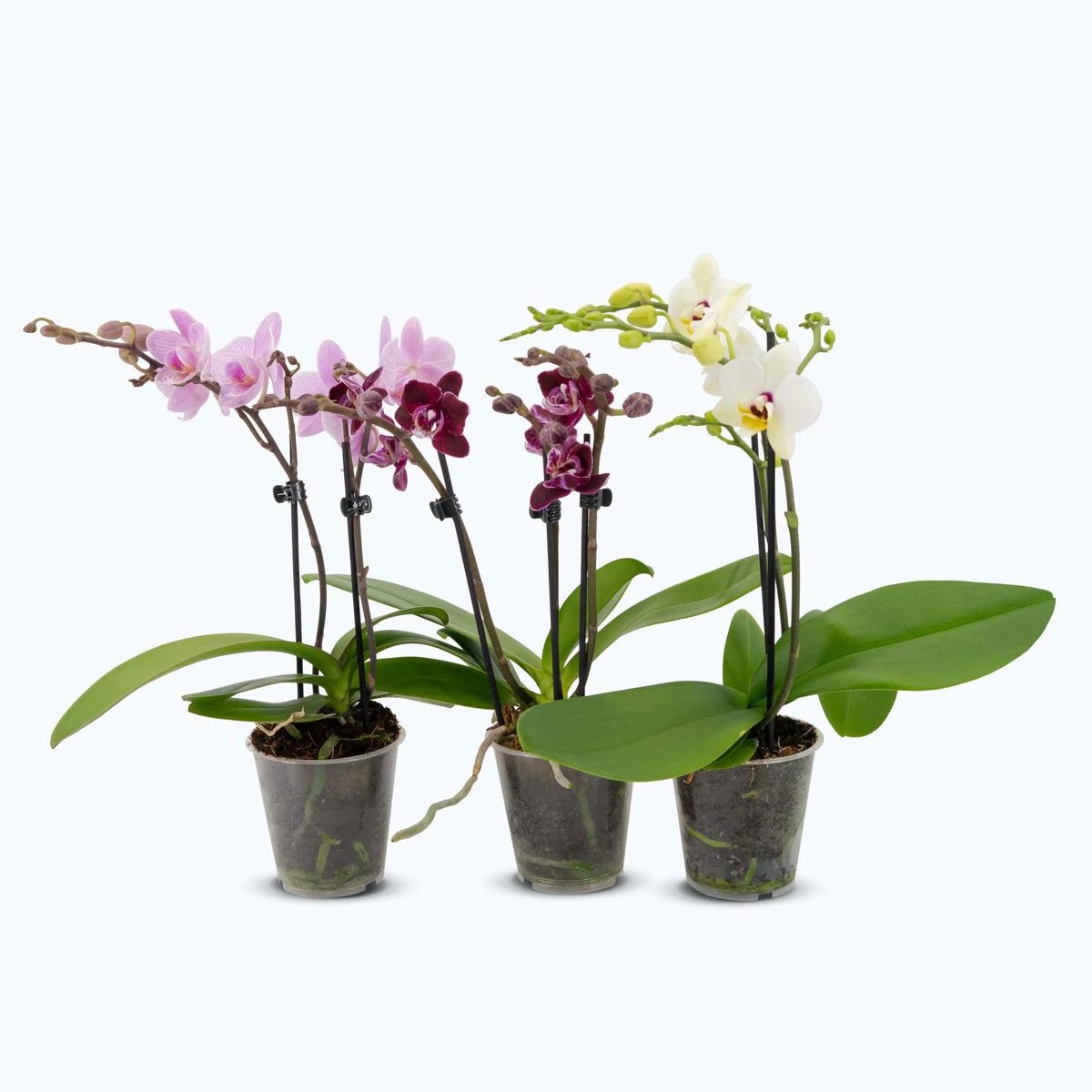 Orchideen Klusmann: 3er Set Table Dance Orchideen mit 2+ Rispen | Milled