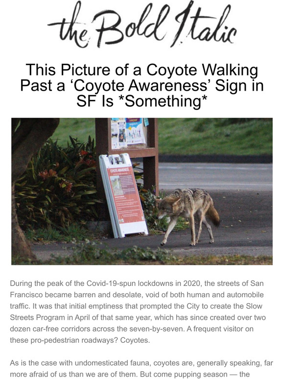 The Bold Italic: Here's a Coyote Walking Past a Coyote Awareness Sign ...