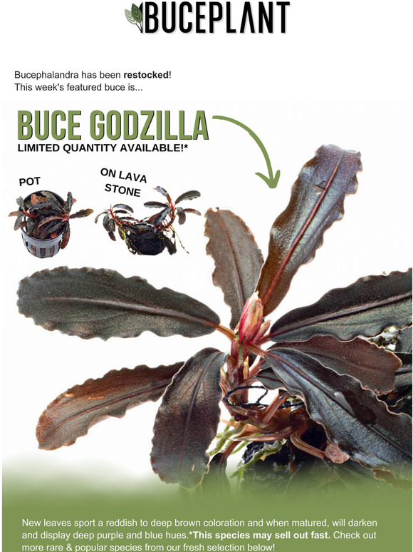 Buce Plant: Have you seen buce this colorful before? Limited quantity ...