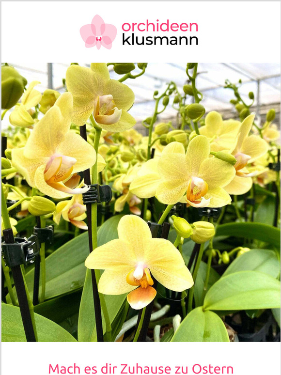 Orchideen Klusmann: Gelbe Orchideen fr Ostern | Milled