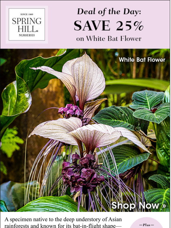 Spring Hill Nursery: What is shaped like a bat yet utterly beautiful ...