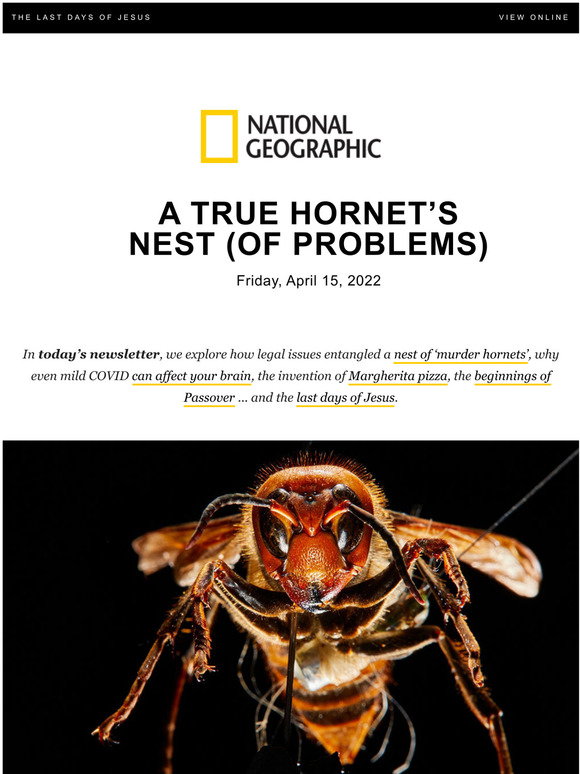 National Geographic: Murder hornet story takes bizarre turn | Milled