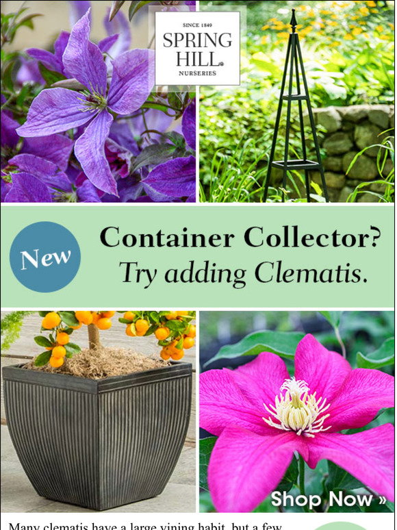 Spring Hill Nursery: How to grow clematis in containers & 10% off. | Milled