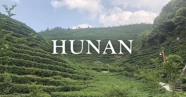 Harney & Sons: Learn All About the Chinese Hunan Tea Region | Milled