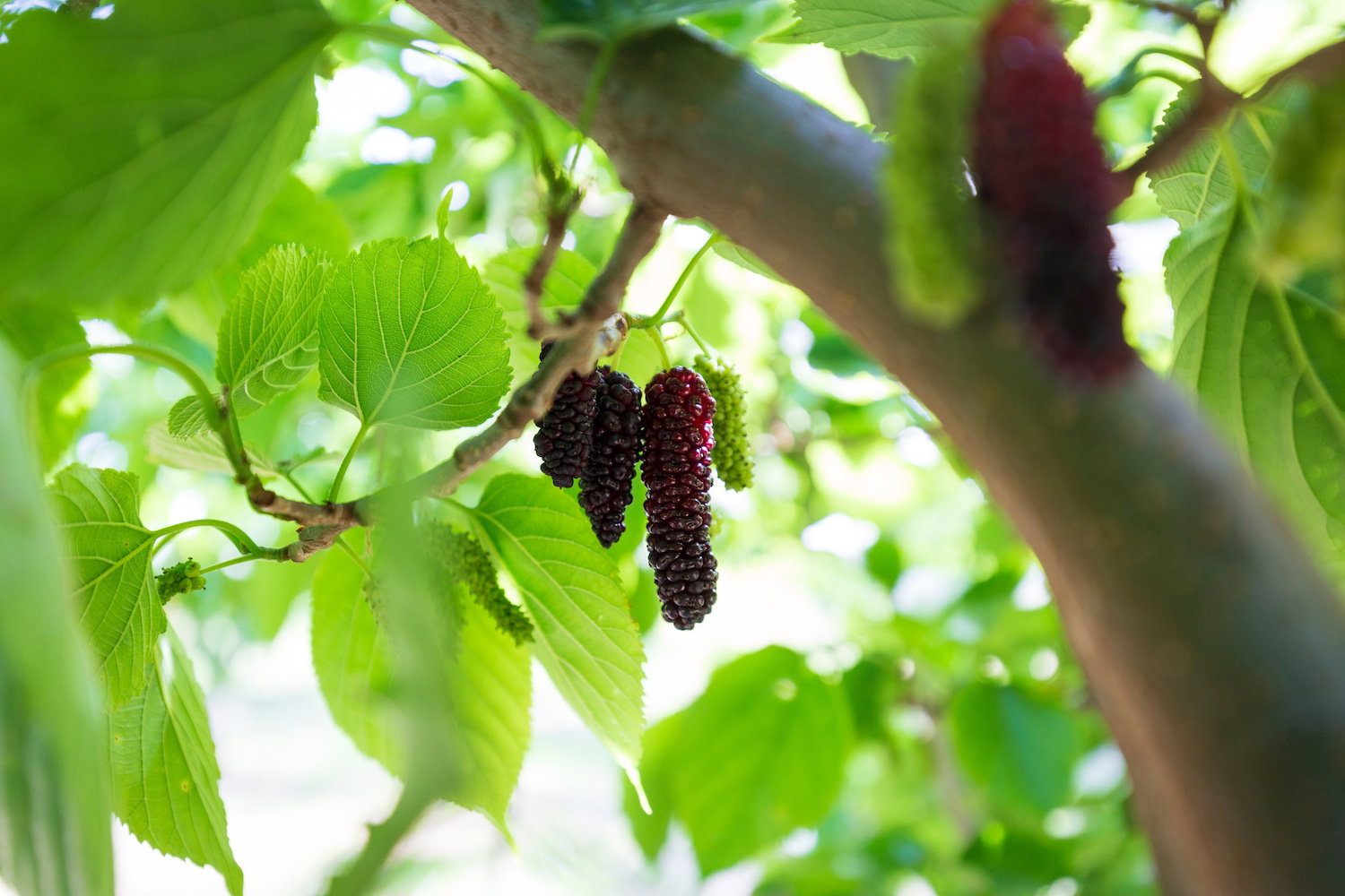 Frog Hollow Farm: NEW - Frozen Pakistan Mulberries | Pre-order this ...