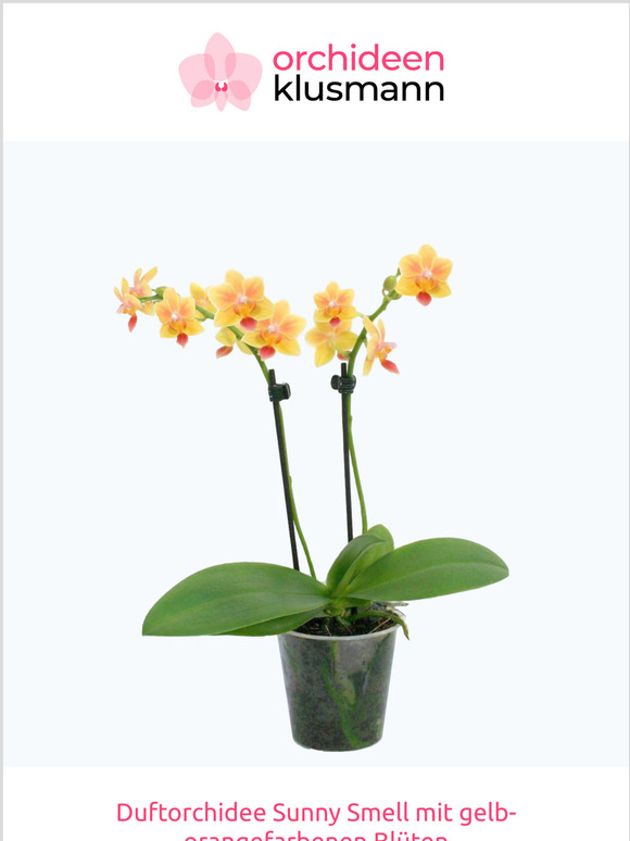Orchideen Klusmann: Duftorchidee Sunny Smell wieder verhltlich | Milled