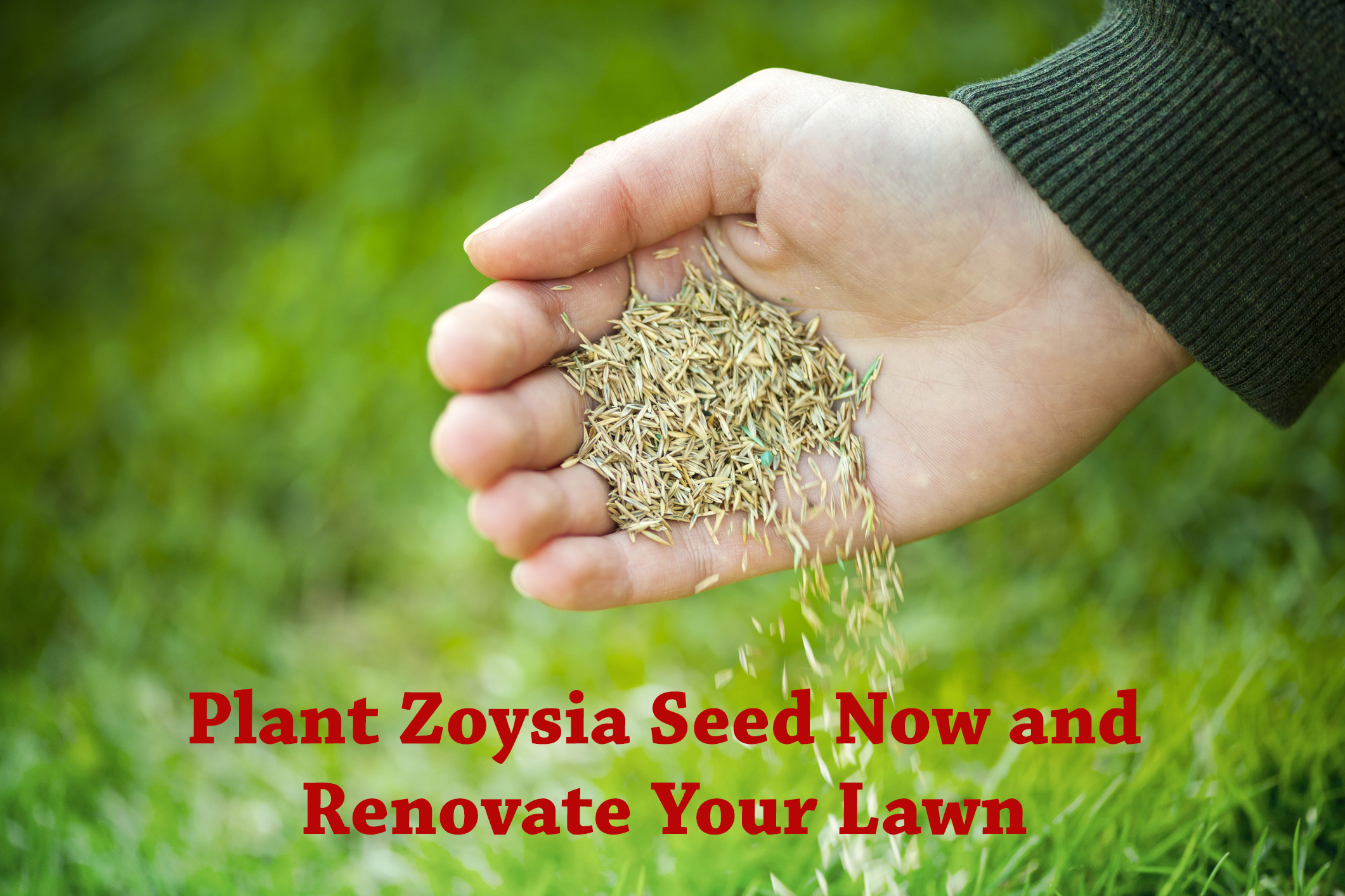 Zoysia Farms: Get Ready for Zoysia Seed Planting | Milled