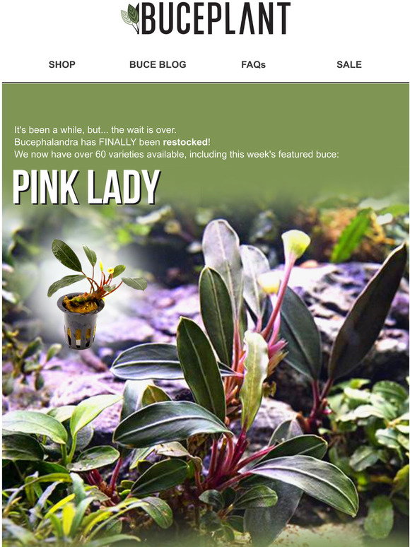 Buce Plant: Pink stem...but it's BUCE? Buce Restock Feature | Milled