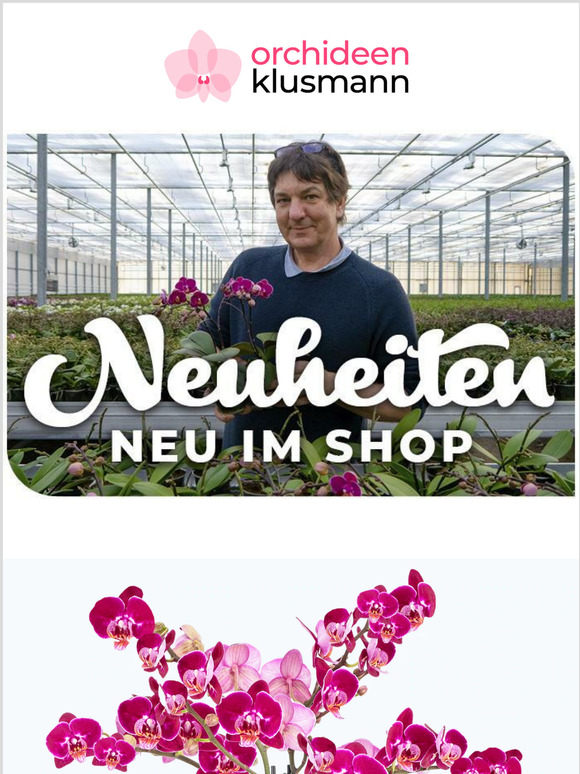 Orchideen Klusmann: Wir begren zwei neue Orchideen | Milled