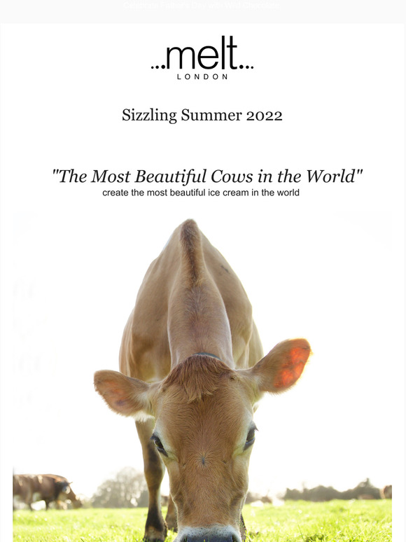 Melt: The worlds most beautiful cows | Milled