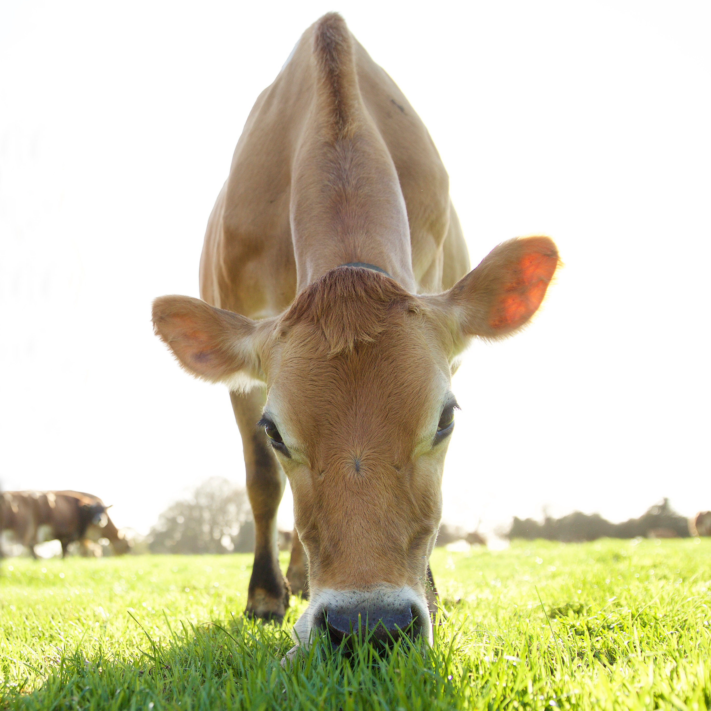 Melt: The worlds most beautiful cows | Milled