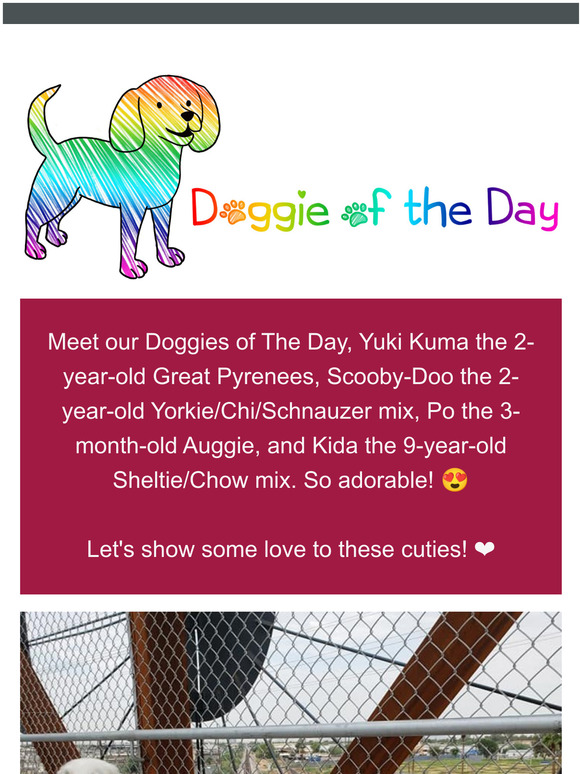 Doggie of the Day: Meet Our Doggies of the Day Kida, Scooby-Doo, Po ...