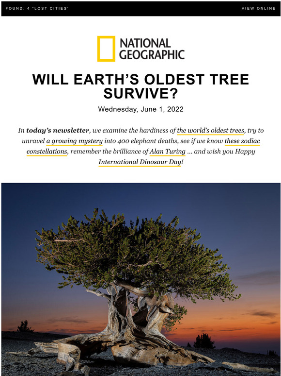 National Geographic: Will Earths oldest tree survive? | Milled