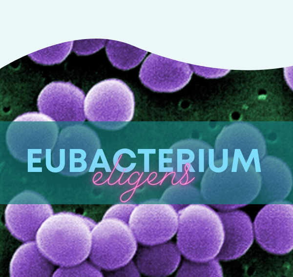 Layer Origin Nutrition: What is Eubacterium eligens & why should you ...
