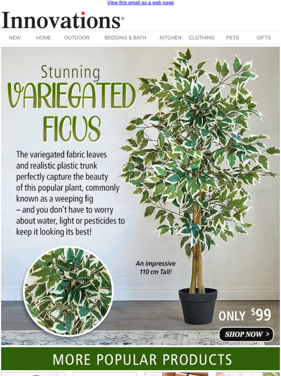 Innovations: Stunning Variegated Ficus with hundreds of beautiful ...